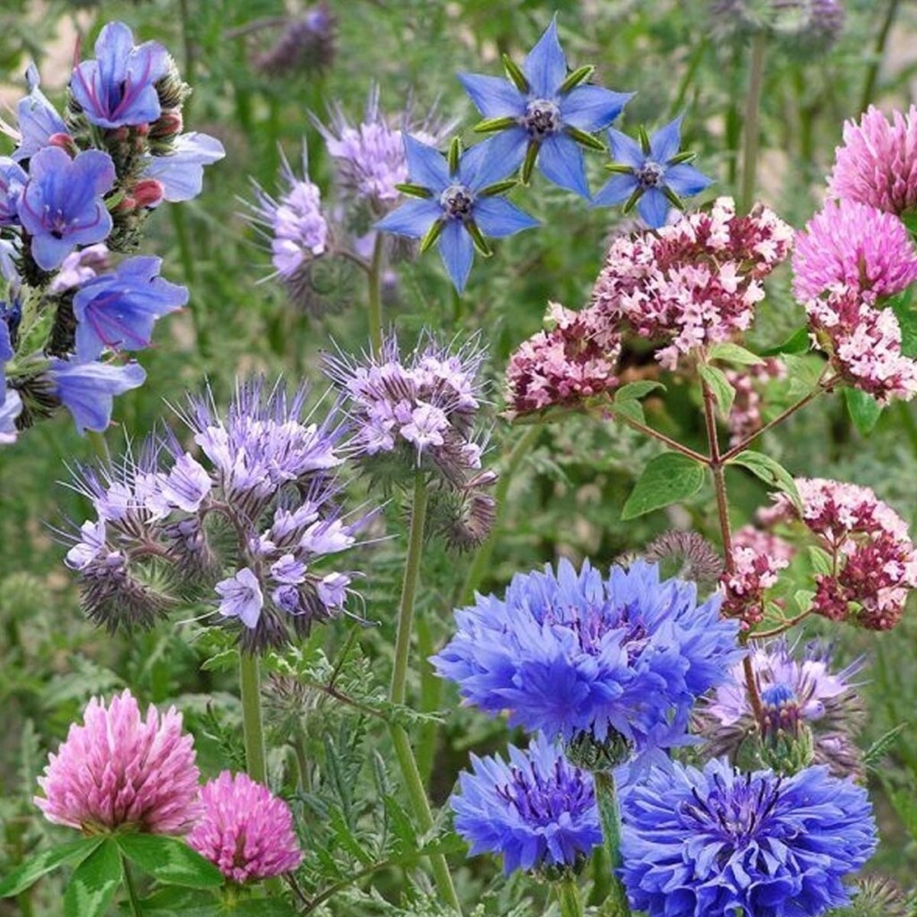 Kabloom Pollinator Beebom Seedbom - Peace With The Wild