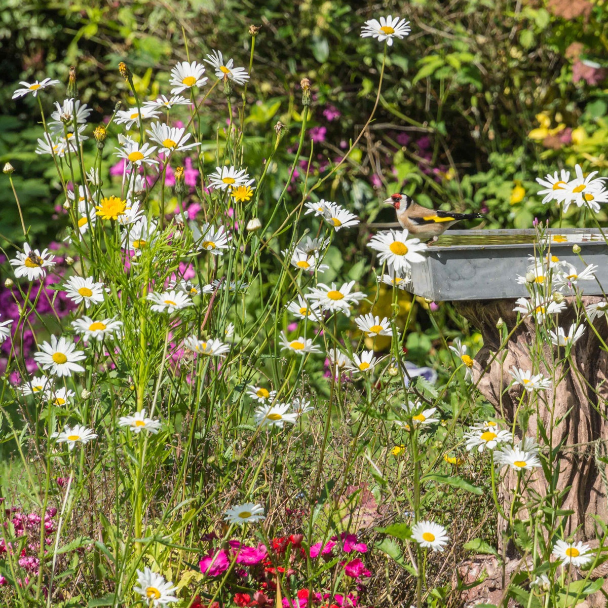 How To Cultivate A Wildlife-Friendly Garden - Peace With The Wild Blog