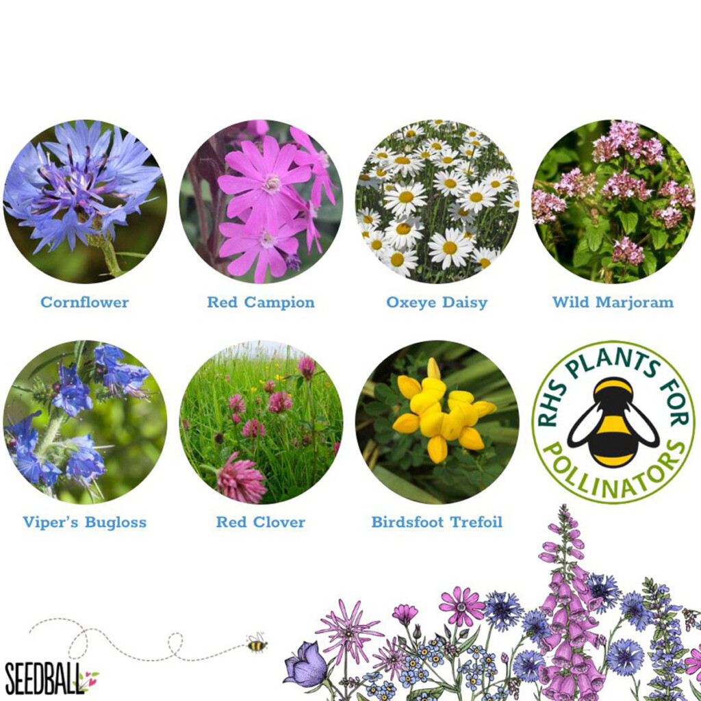 Bumblebee Seedball Box - Peace With The Wild